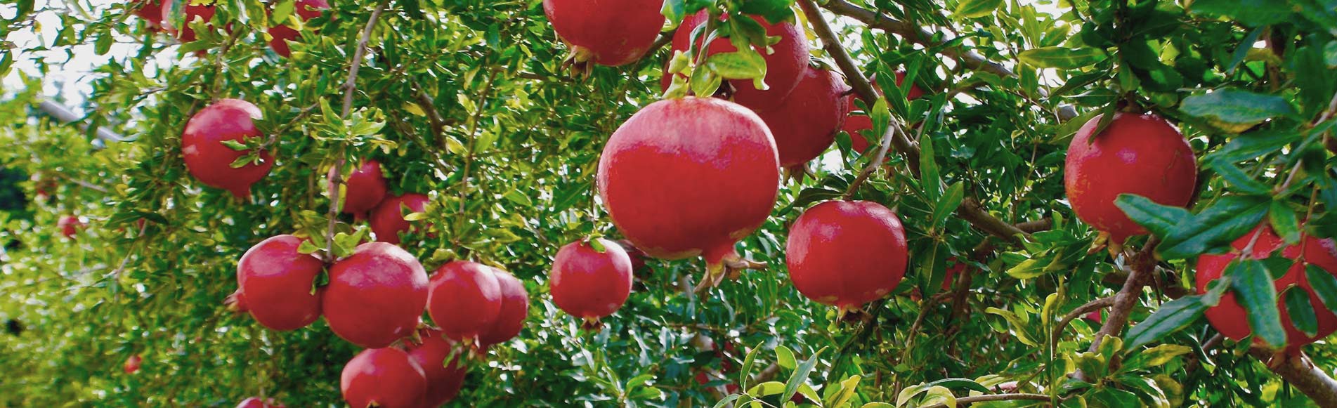 Pomèl - Passione per la melagrana, qualità 100% italiana